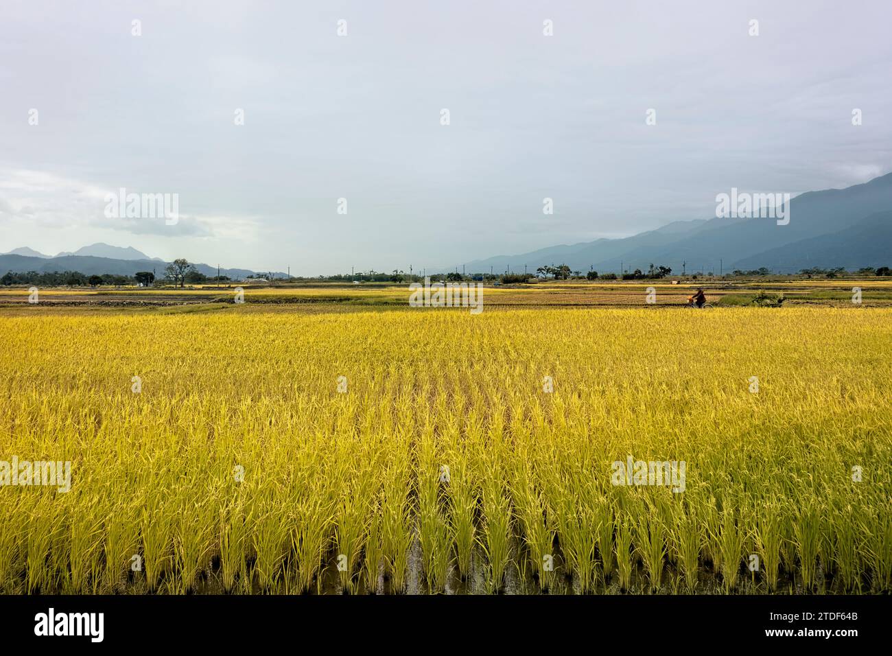 The beautiful rice fields of Chishang at harvest time, Chishang ...