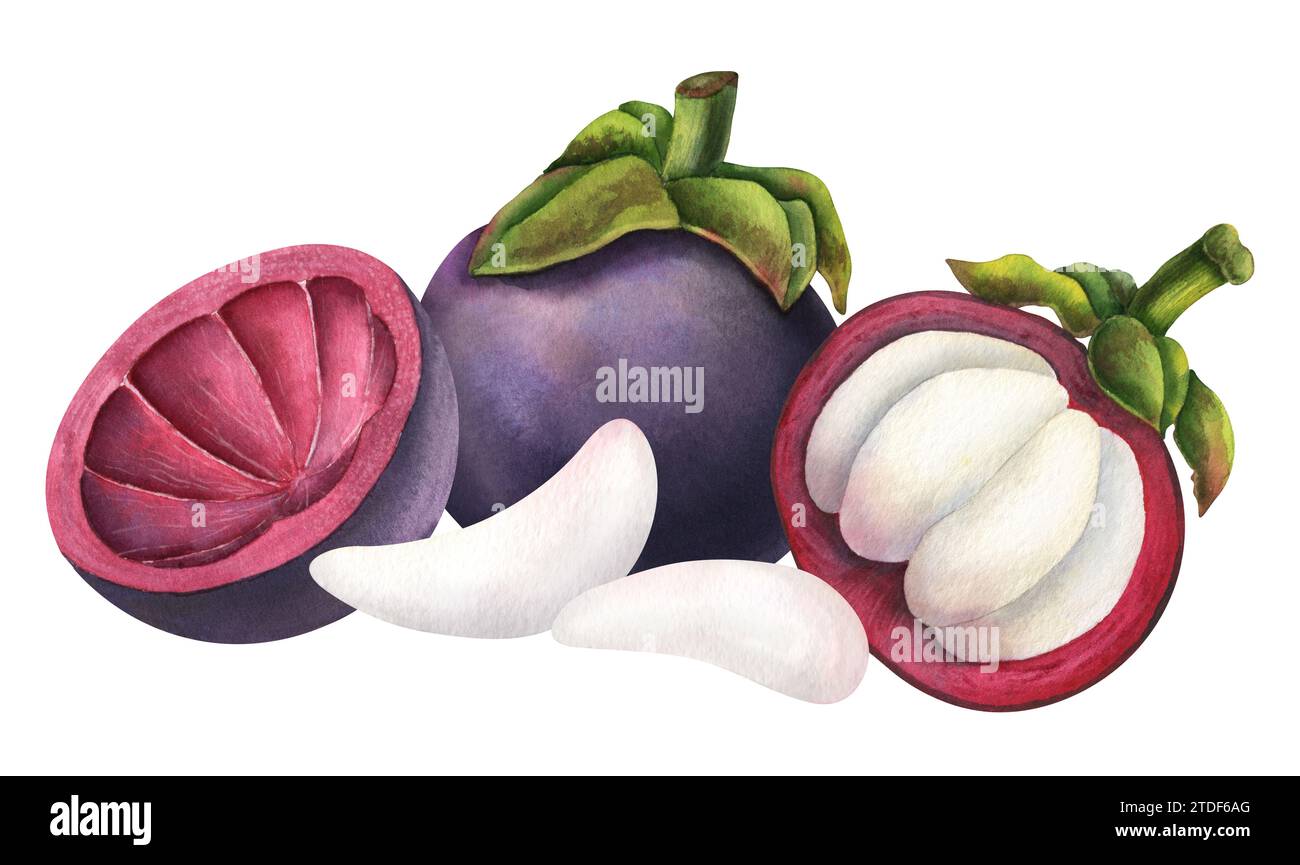 Mangosteen watercolor illustration. Hand drawn sketch of exotic ...