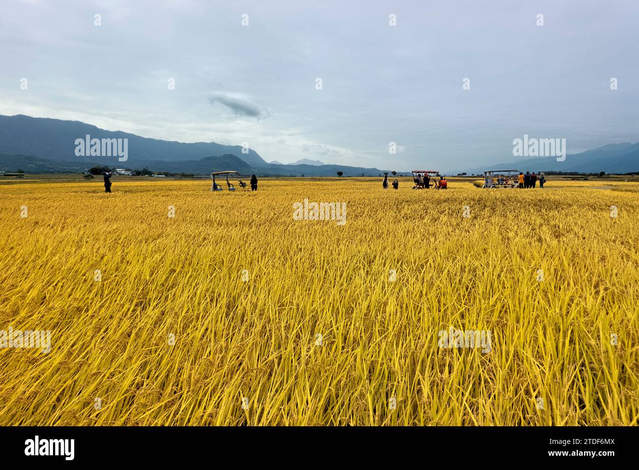Bicycling in the rice fields of Chishang at harvest time, Chishang ...