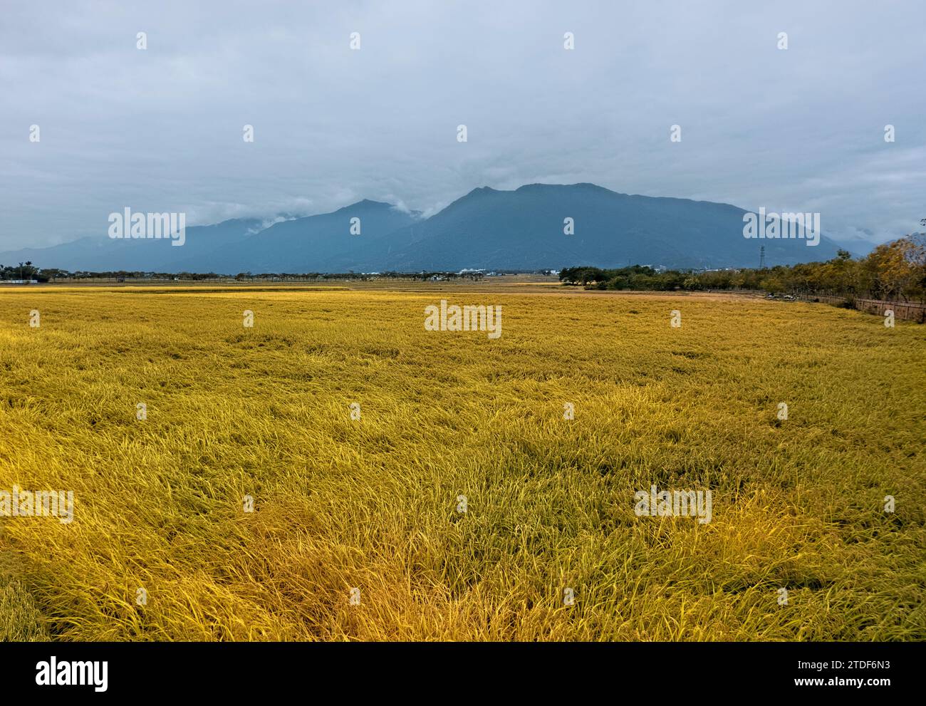 The beautiful rice fields of Chishang at harvest time, Chishang ...