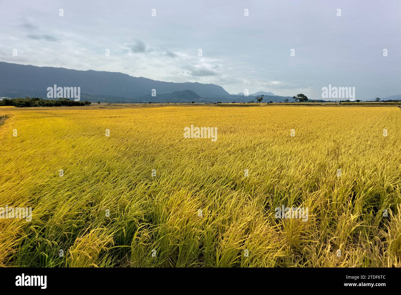 The beautiful rice fields of Chishang at harvest time, Chishang ...