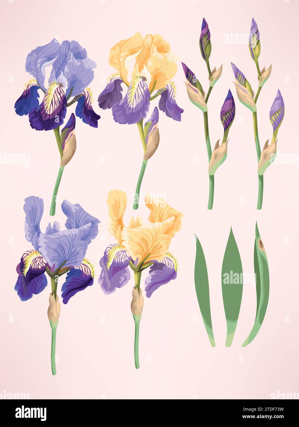 Iris vector set Stock Vector Image & Art - Alamy