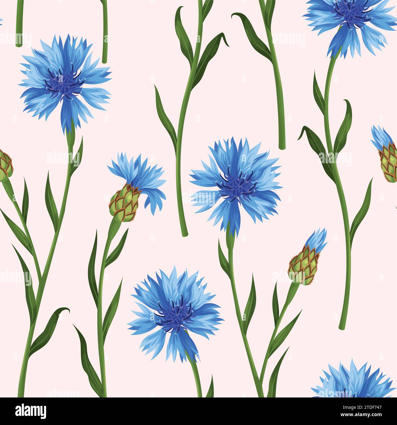 Wild cornflowers on background Stock Vector Images - Alamy