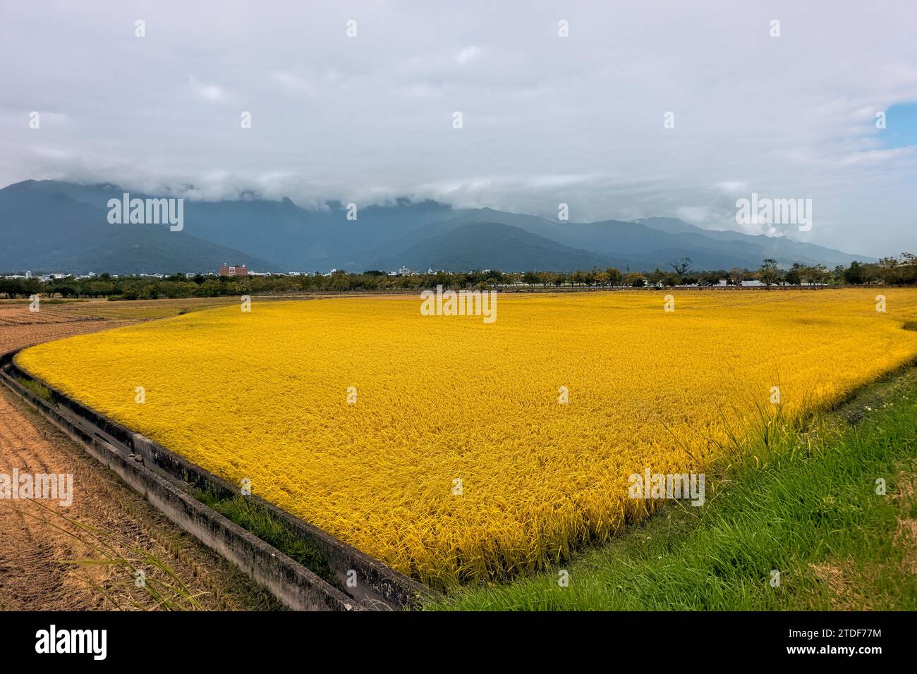 The beautiful rice fields of Chishang at harvest time, Chishang ...