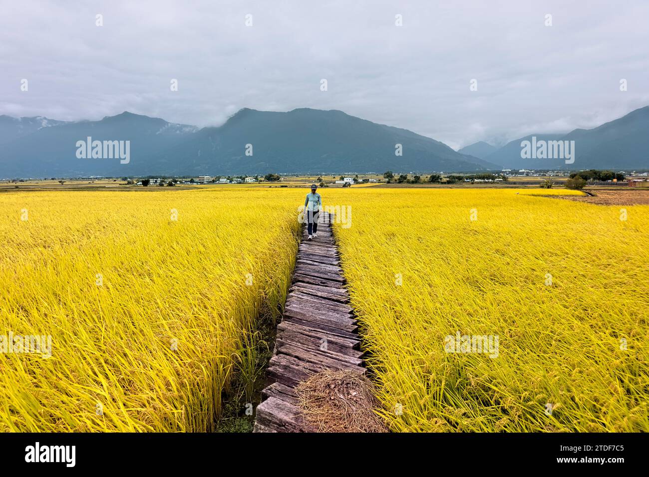 The beautiful rice fields of Chishang at harvest time, Chishang ...