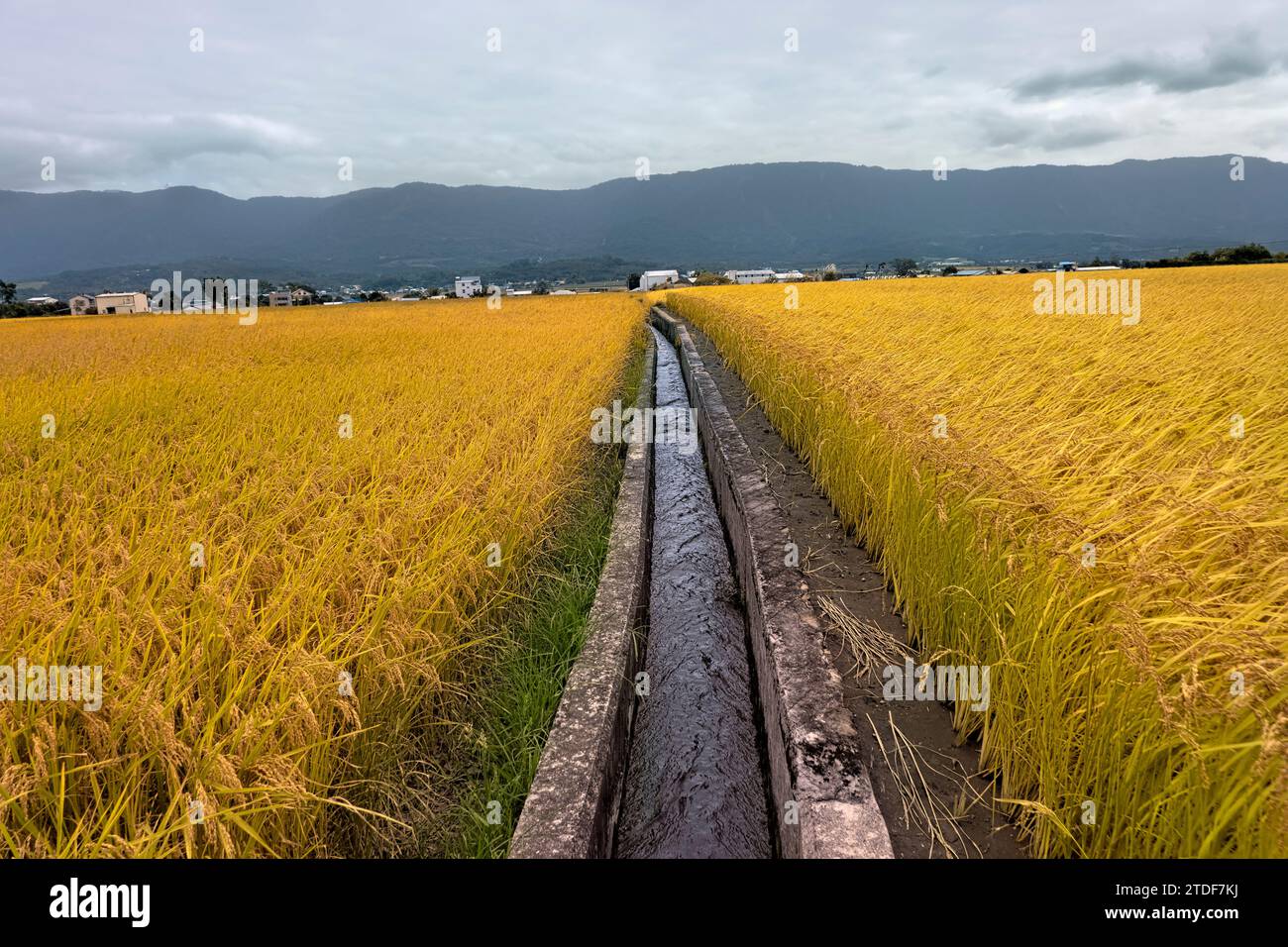 The beautiful rice fields of Chishang at harvest time, Chishang ...