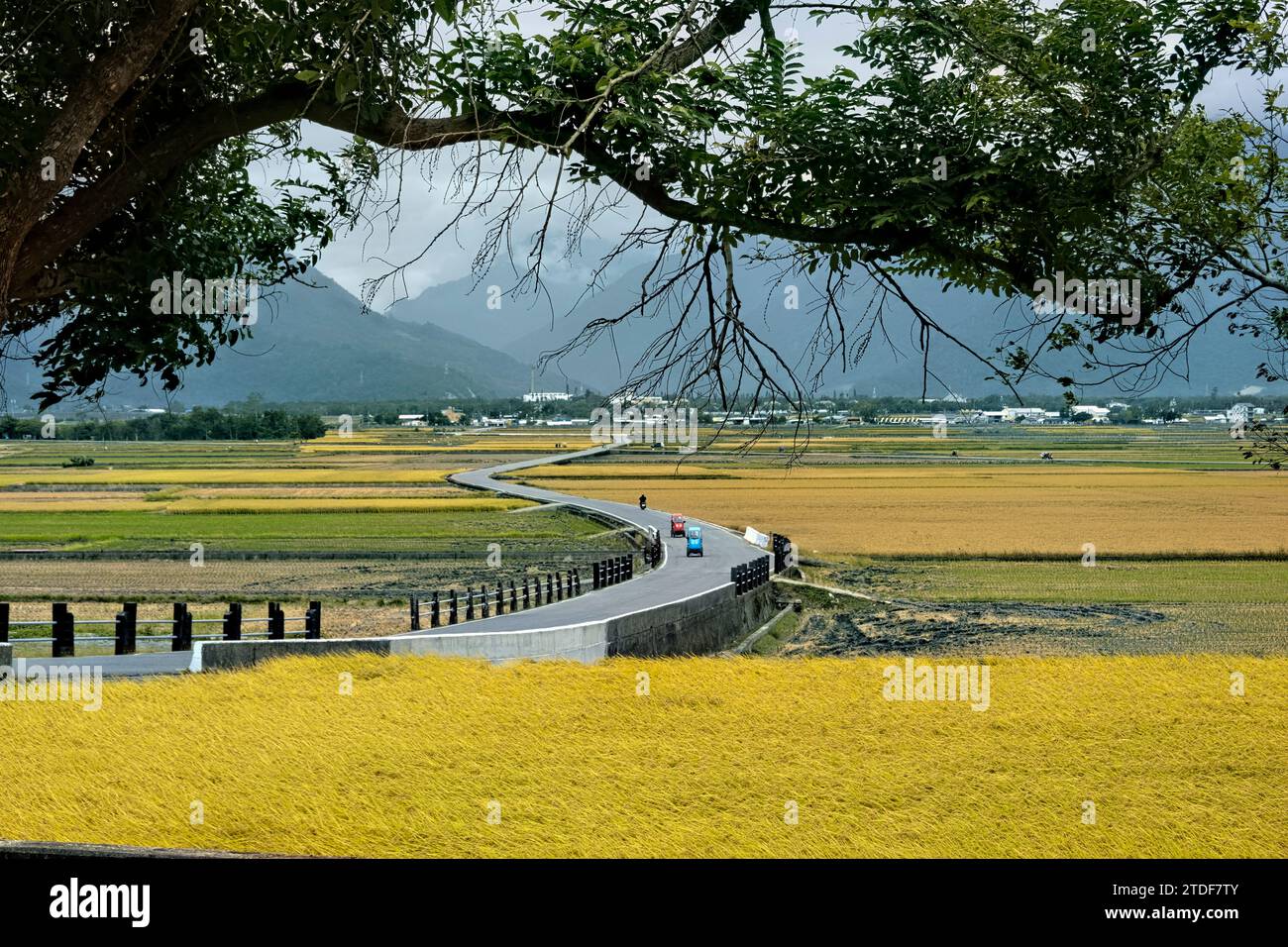 The beautiful rice fields of Chishang at harvest time, Chishang ...