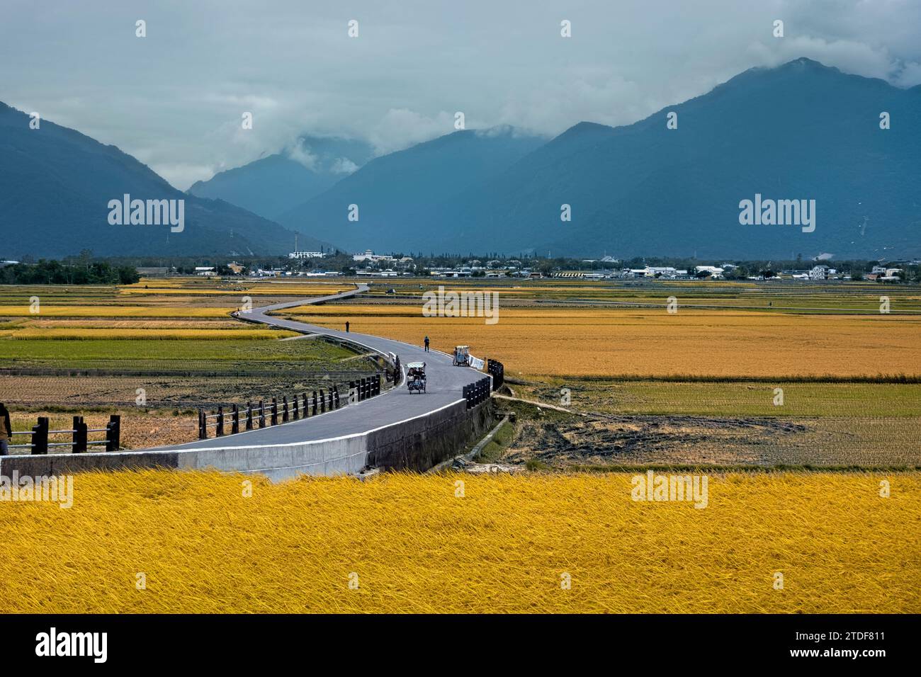 The beautiful rice fields of Chishang at harvest time, Chishang ...