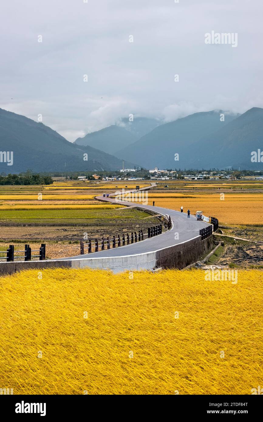 The beautiful rice fields of Chishang at harvest time, Chishang ...