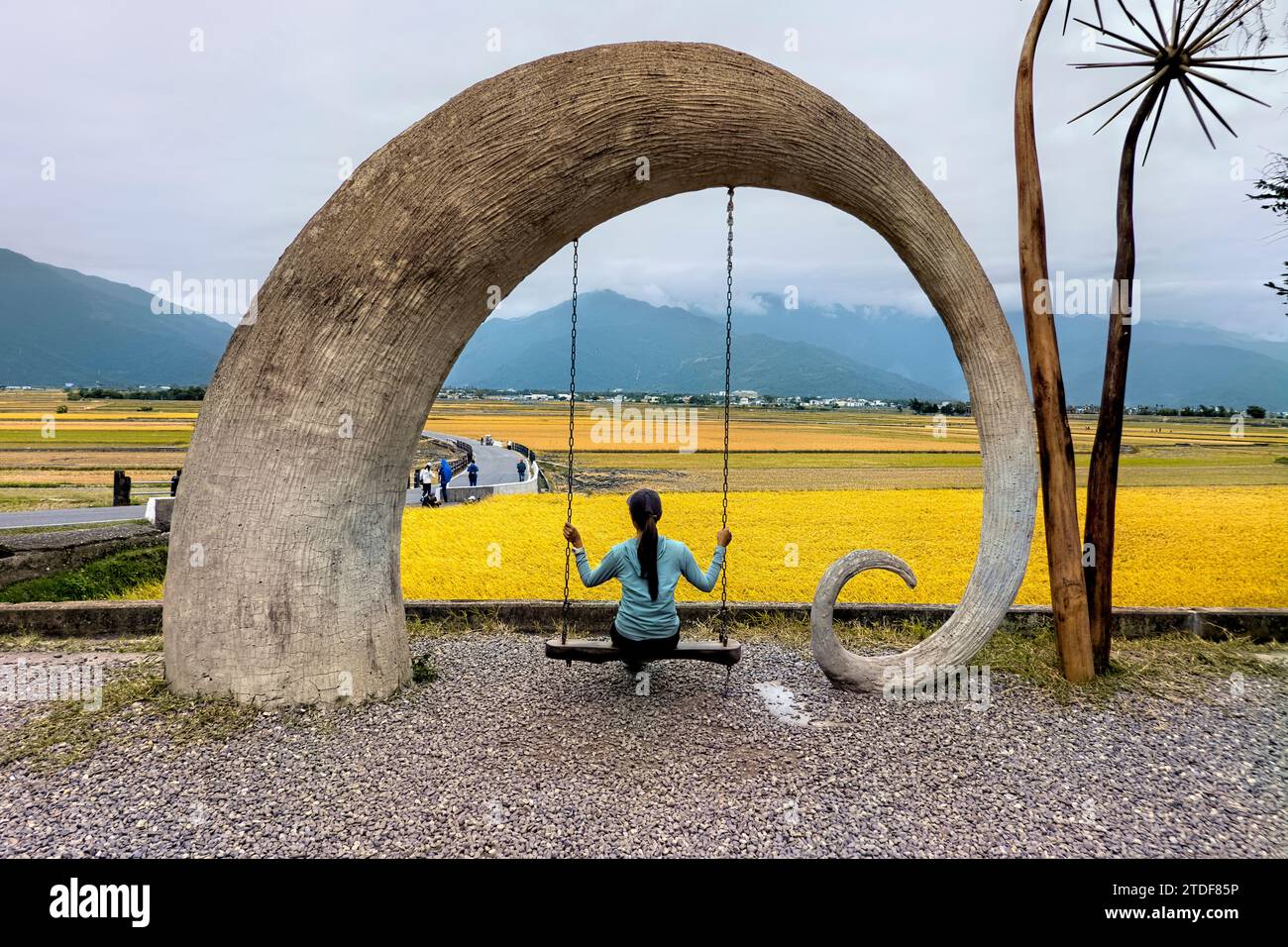 Looking out at the rice fields at harvest time, Chishang, Taitung ...