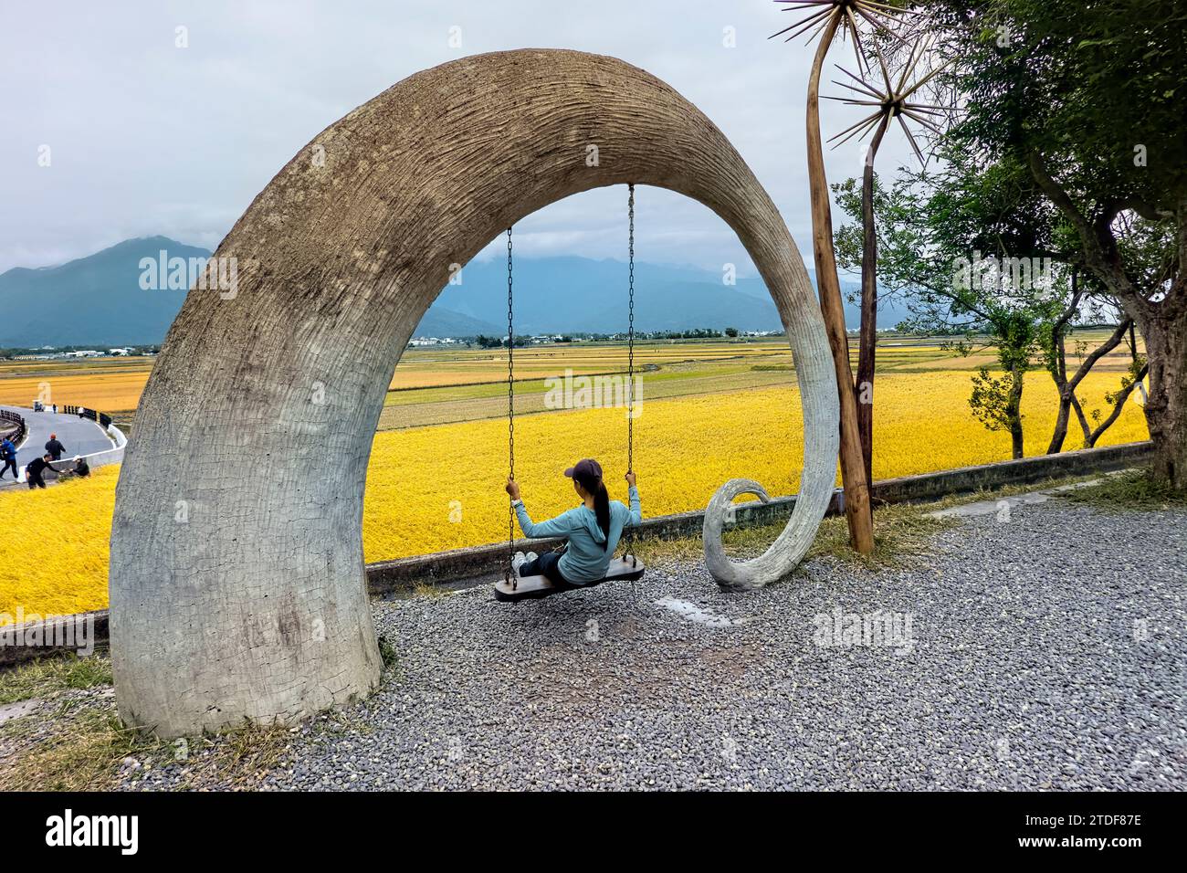 Looking out at the rice fields at harvest time, Chishang, Taitung ...