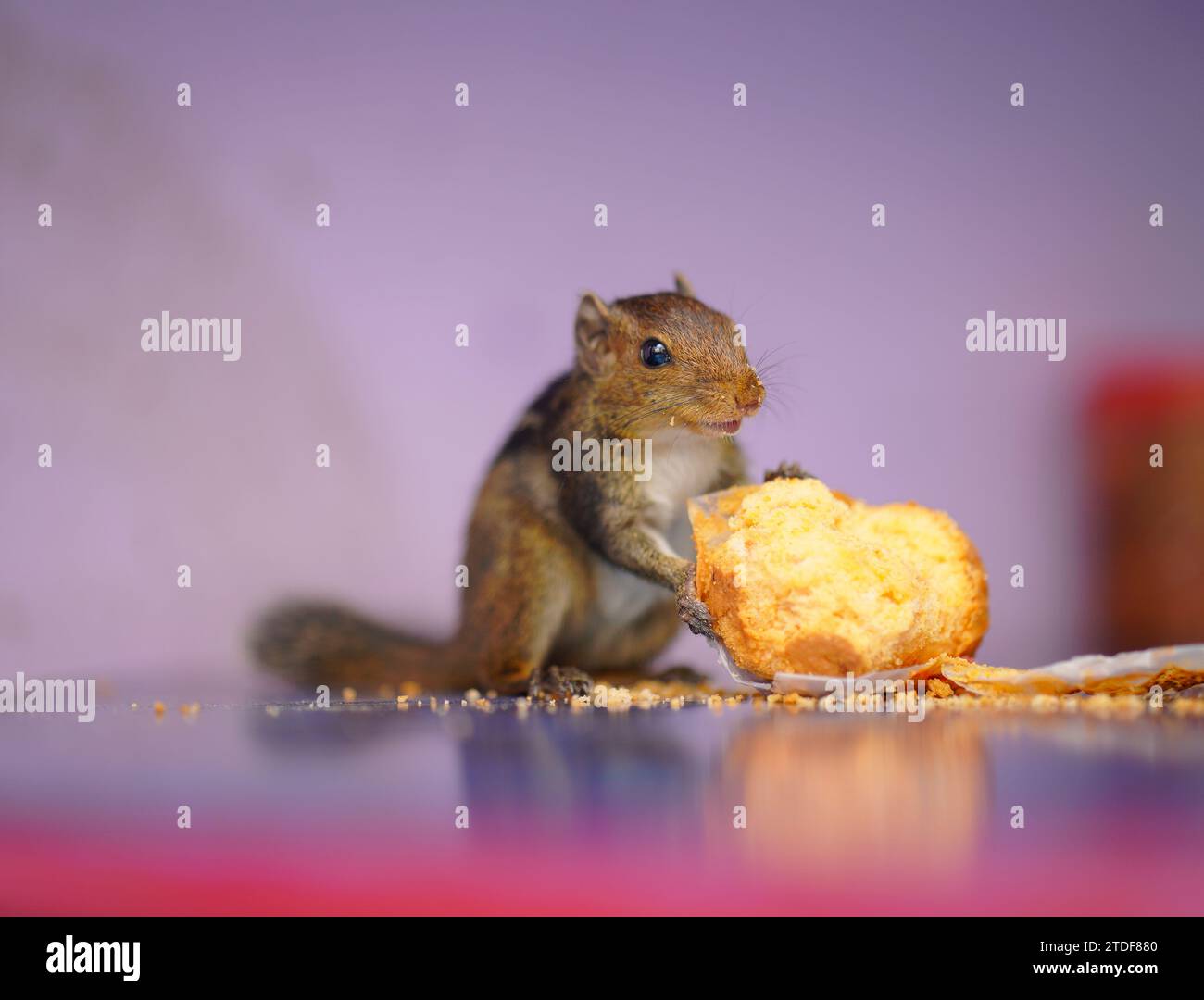 Squirrels are members of the family that includes small or medium-size ...