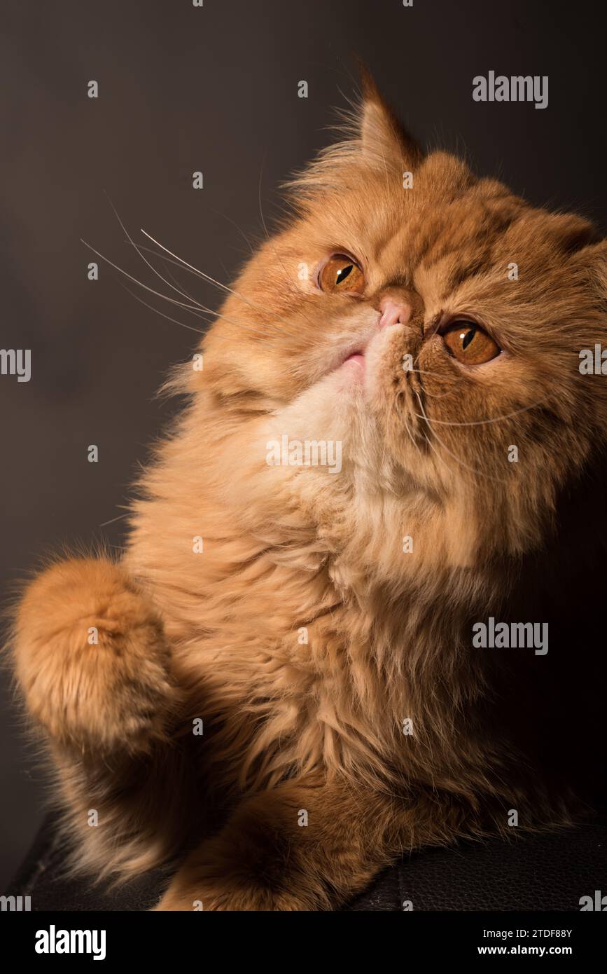Persian Exotic Longhair cat is playing on black background Stock Photo ...
