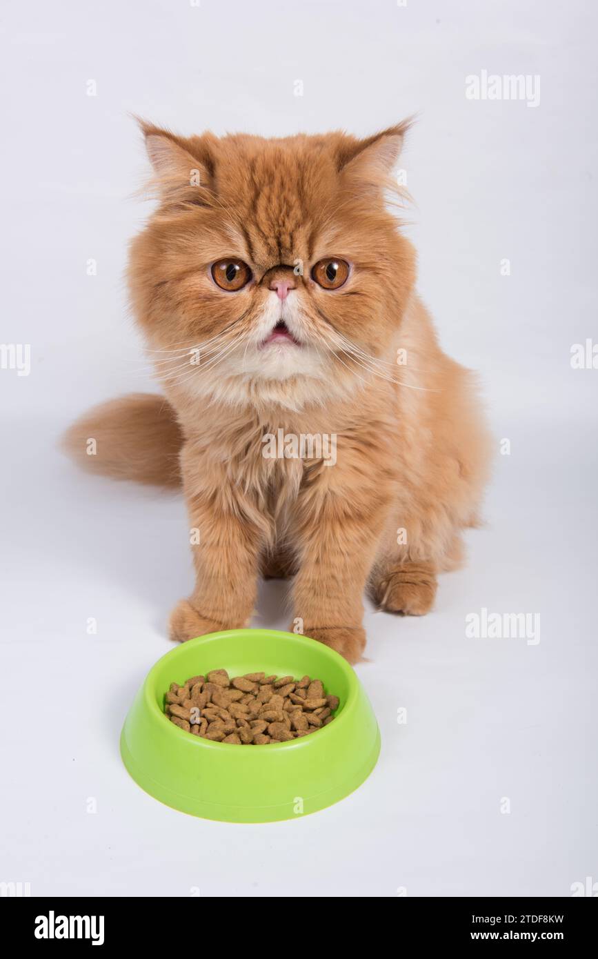 Red cat eats dry food from a bowl. Persian Exotic Longhair cat is on ...
