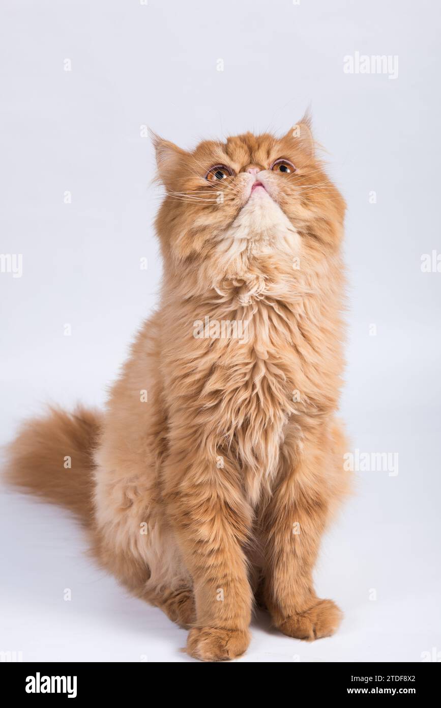 Persian Exotic Longhair cat is on white background Stock Photo - Alamy