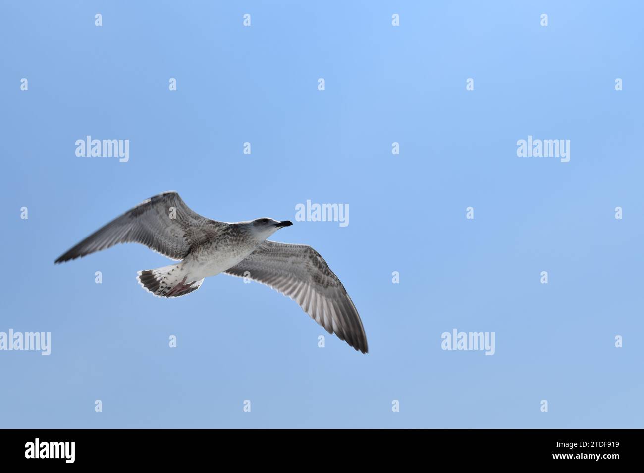 Greek wallpapers hi-res stock photography and images - Alamy