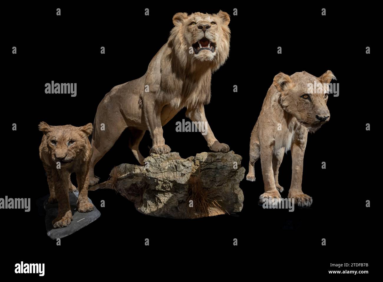 Paris, France - 06 10 2023: The Great Evolution Gallery of Paris ...