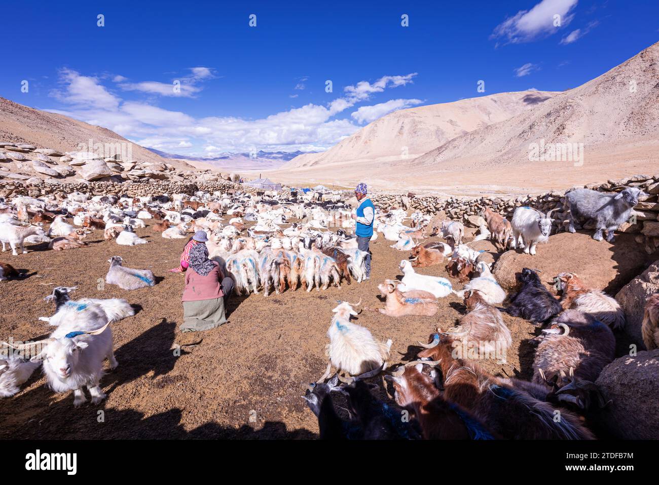 Changpa nomads with goats, Ladakh, India Stock Photo - Alamy