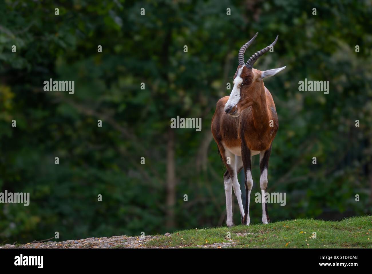Bontebok - Damaliscus pygargus, beautiful colored medium-sized antelope ...
