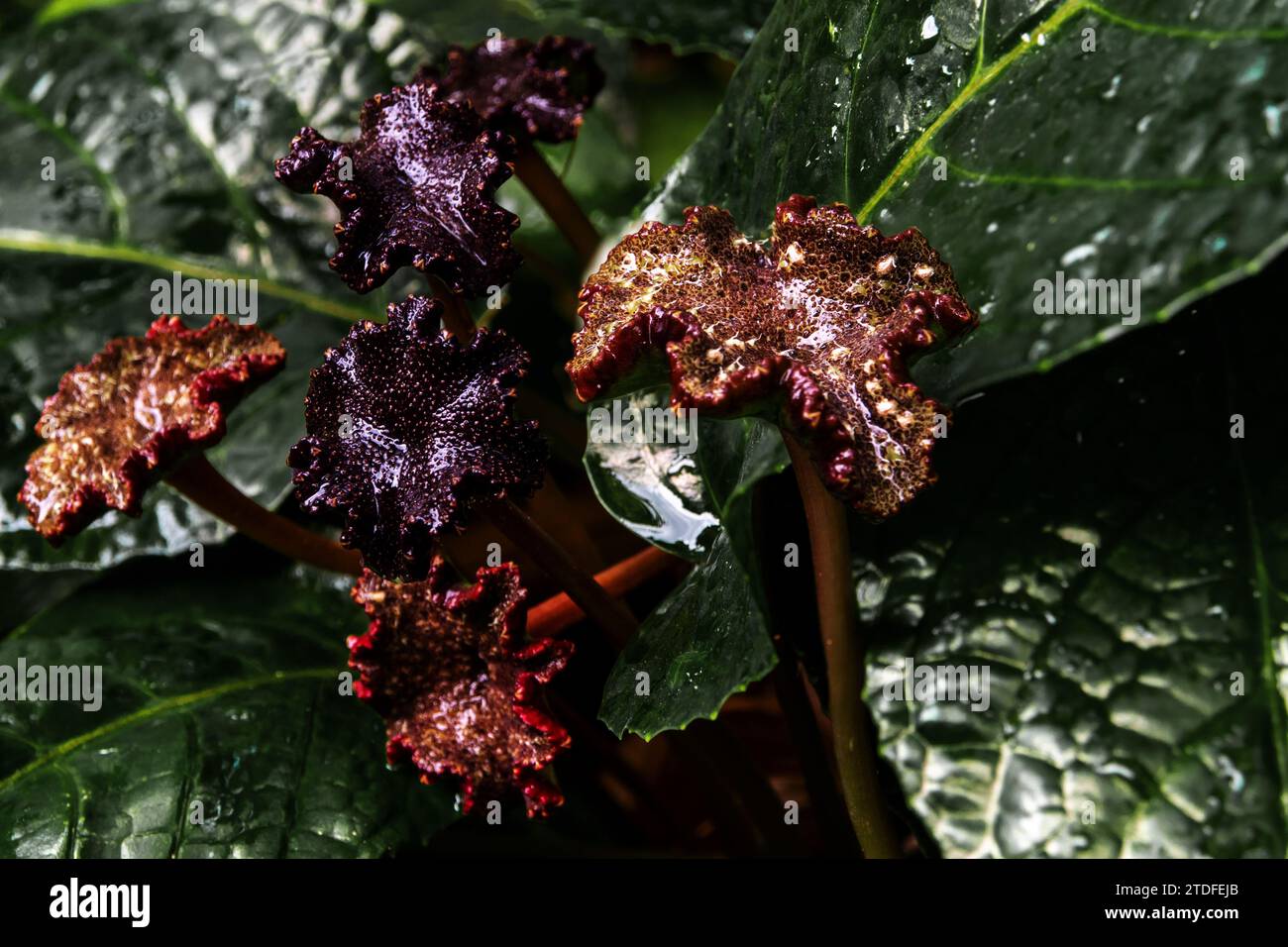 Glossy and dark green leaf surface of rainforest plants Congo fig ...
