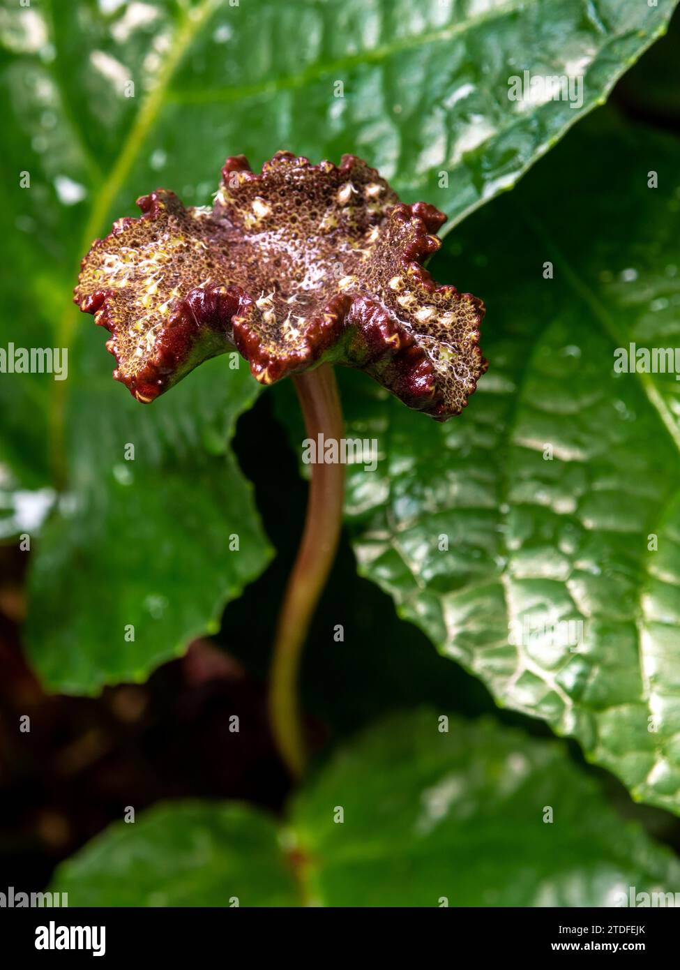 Glossy and dark green leaf surface of rainforest plants Congo fig ...
