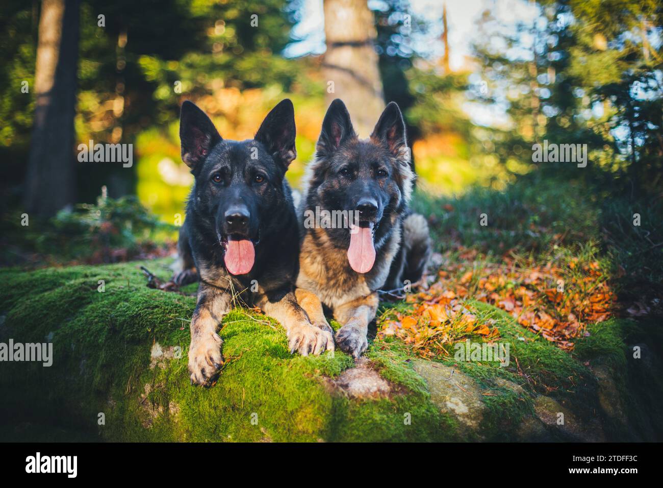Two German Shepherd Dogs (Alsatians) lying on a rock Stock Photo - Alamy