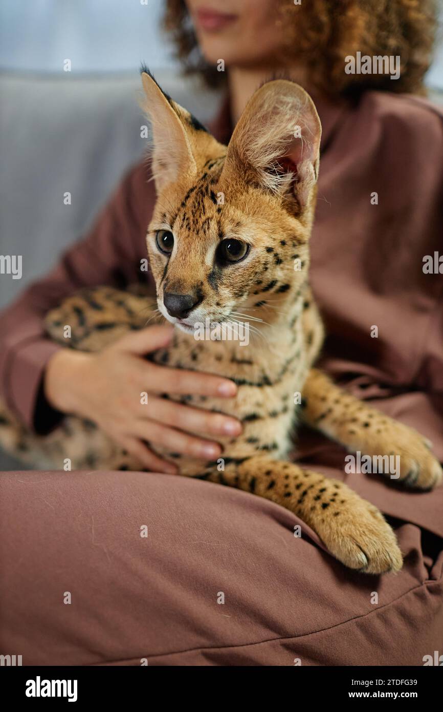 Vertical portrait of domesticated serval cat sitting in lap of young woman relaxing on couch at ...