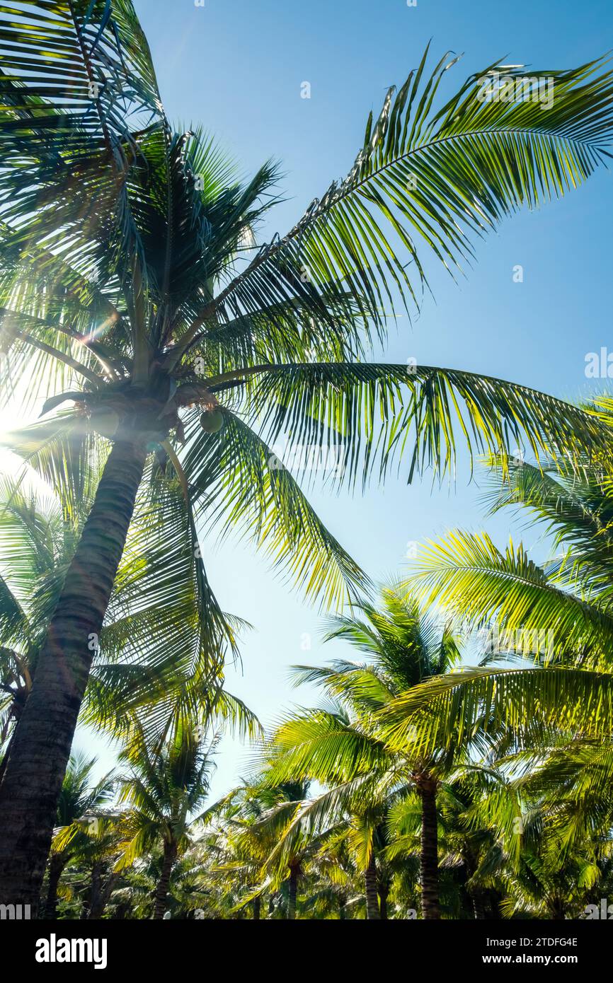 Palm trees in sunlight. Tropical background Stock Photo - Alamy