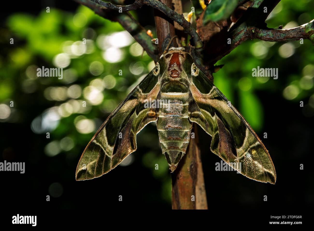Close-up photo of a Oleander Hawk-moth perched on a branch Stock Photo ...