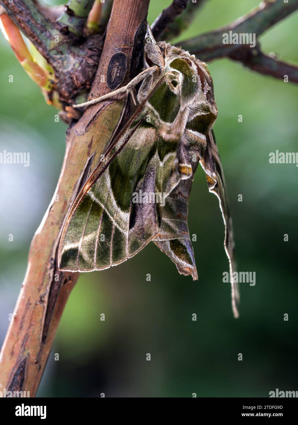 Close-up photo of a Oleander Hawk-moth perched on a branch Stock Photo ...