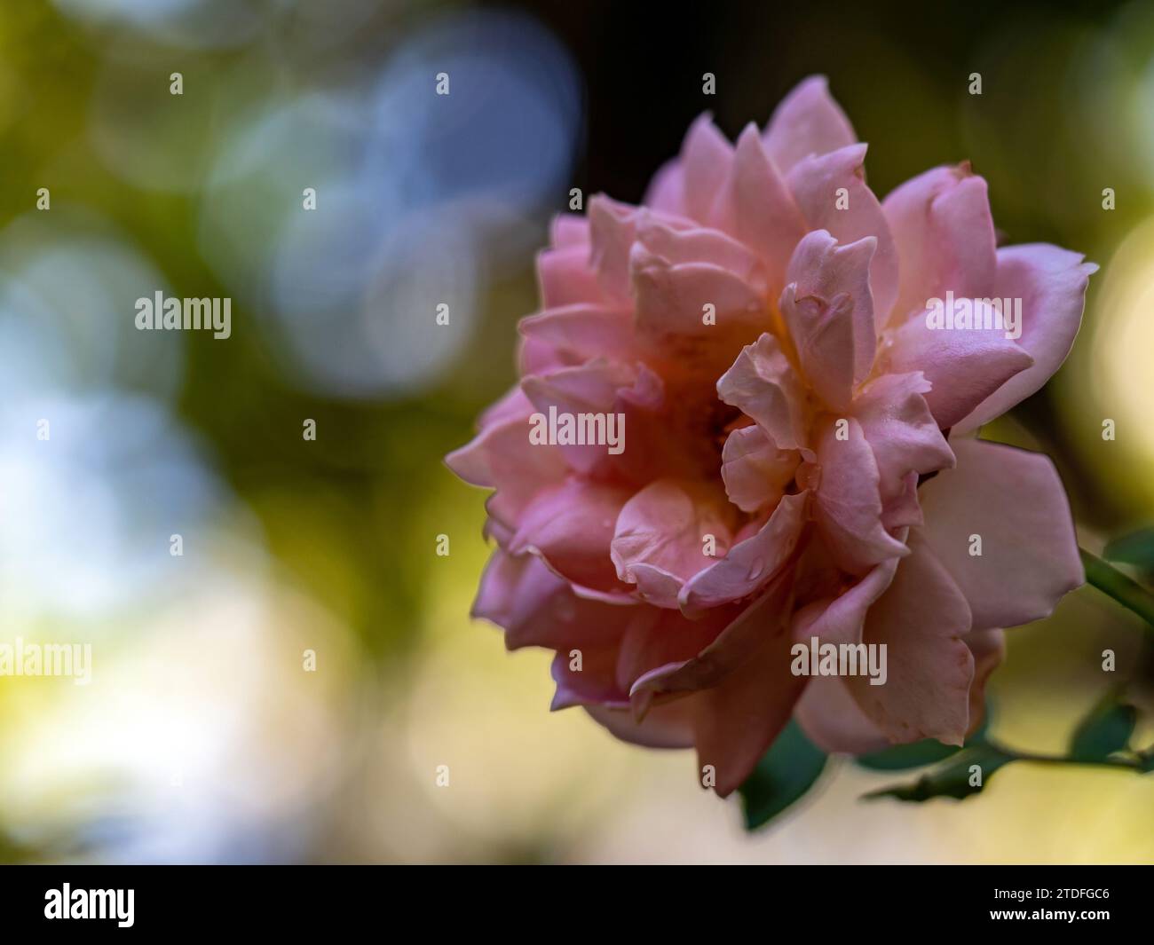 Shape and colors of Jubilee Celebration roses that bloom in the garden ...