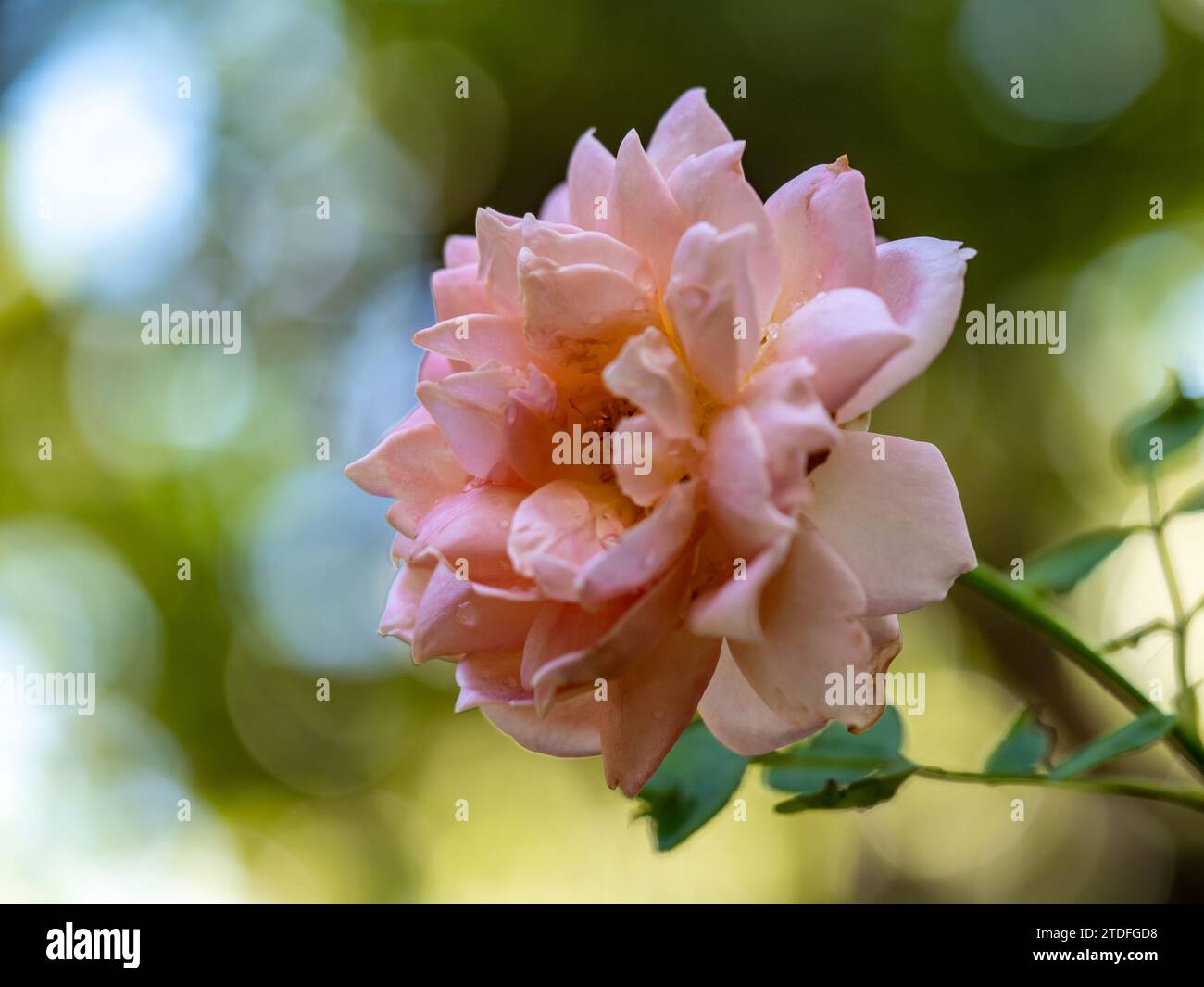 Shape and colors of Jubilee Celebration roses that bloom in the garden ...