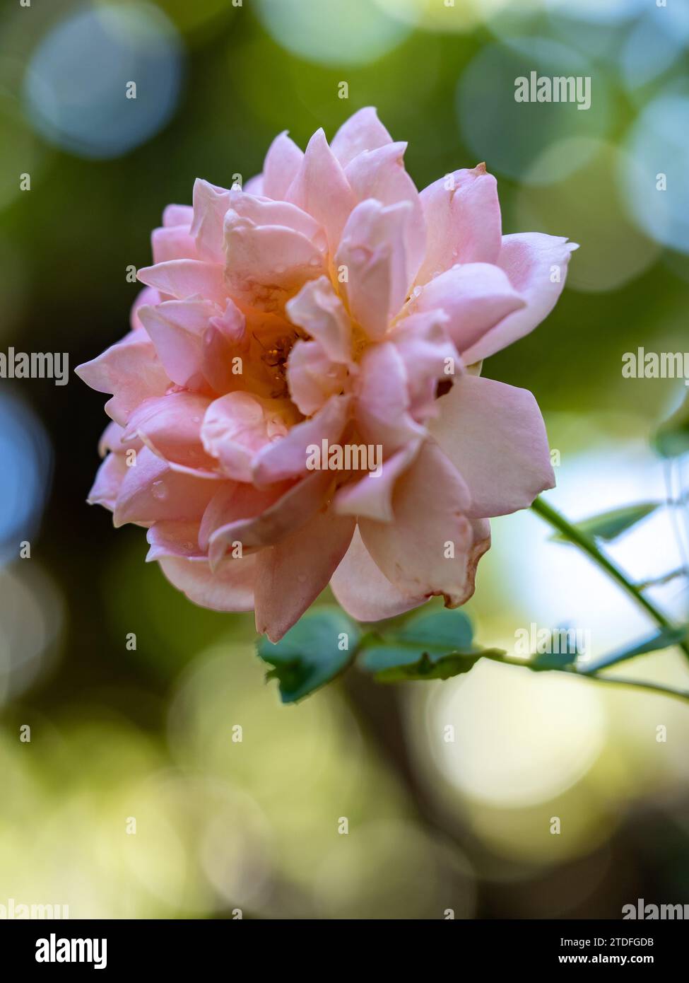Shape and colors of Jubilee Celebration roses that bloom in the garden ...