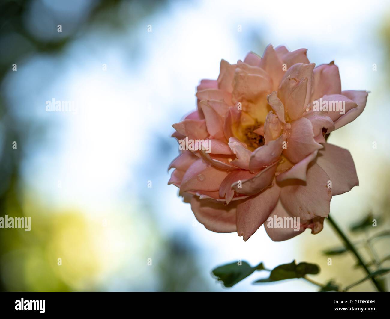 Shape and colors of Jubilee Celebration roses that bloom in the garden ...