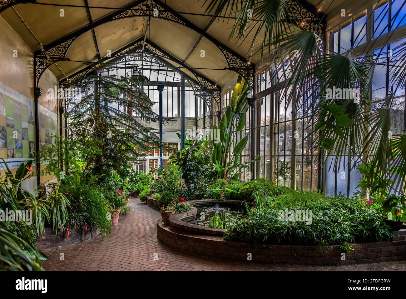 Palm trees and succulent plants in the Buxton Spa Botanical ...