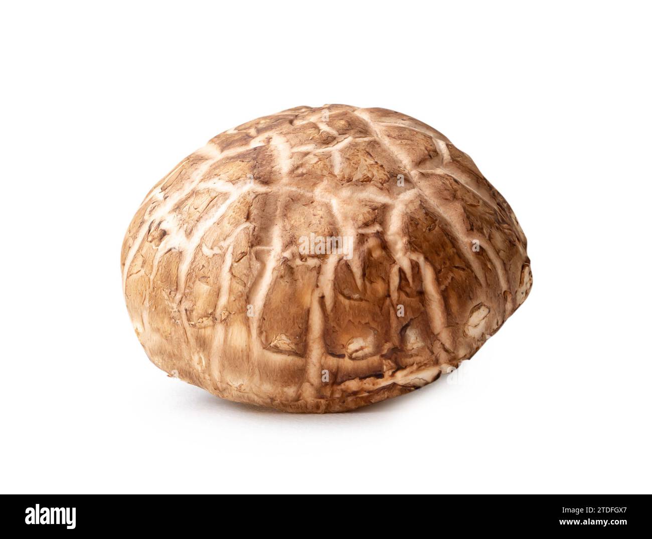 Single fresh shiitake mushroom is isolated on white background with ...