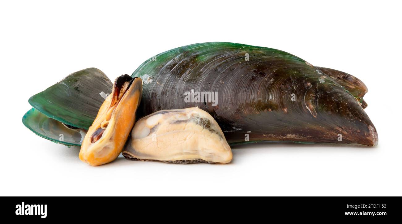Steamed or cooked food of fresh beautiful green mussels in stack are ...