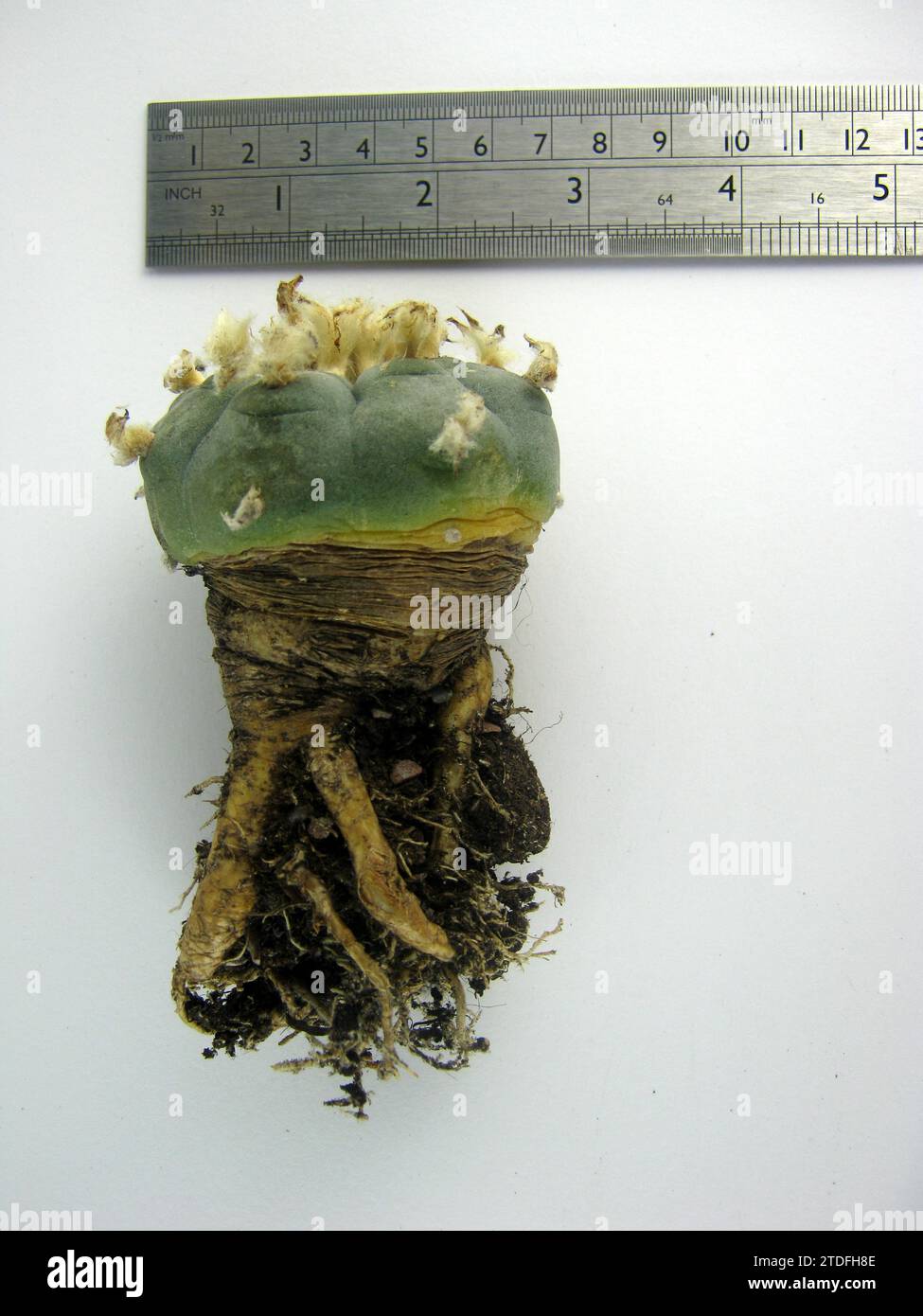 Lophophora williamsii 'Peyote' Stock Photo - Alamy