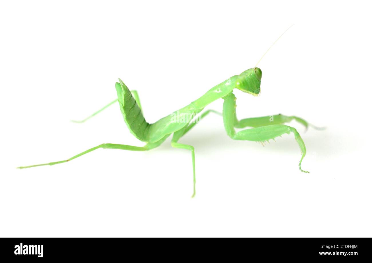 Gold grasshopper Cut Out Stock Images & Pictures - Alamy