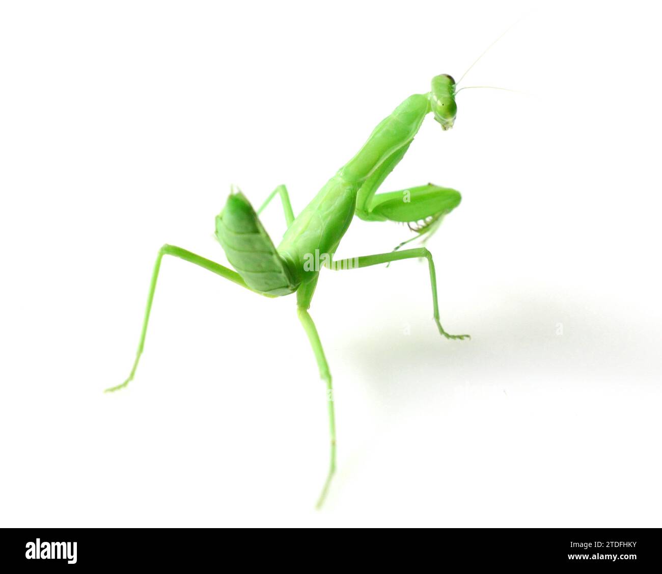 Grass mantis Cut Out Stock Images & Pictures - Alamy