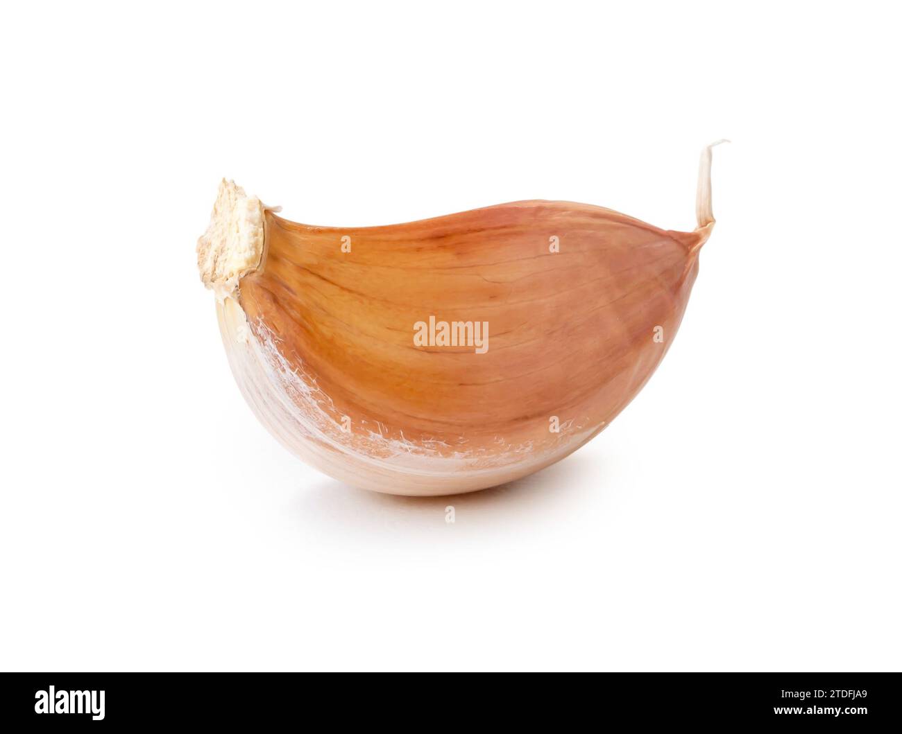Single fresh unpeeled garlic clove is isolated on white background with ...