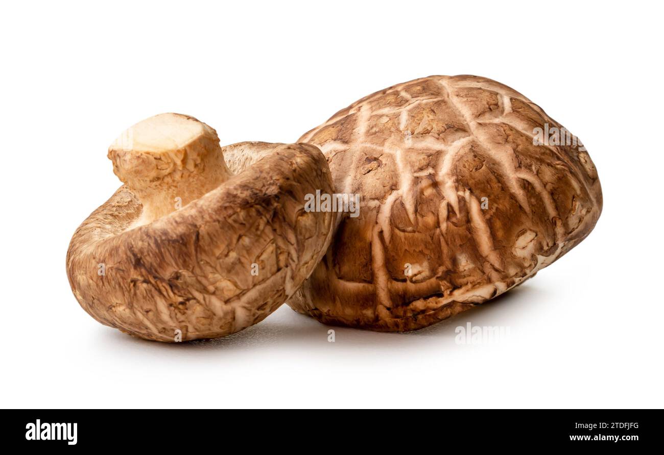 Fresh shiitake mushrooms in stack are isolated on white background with ...