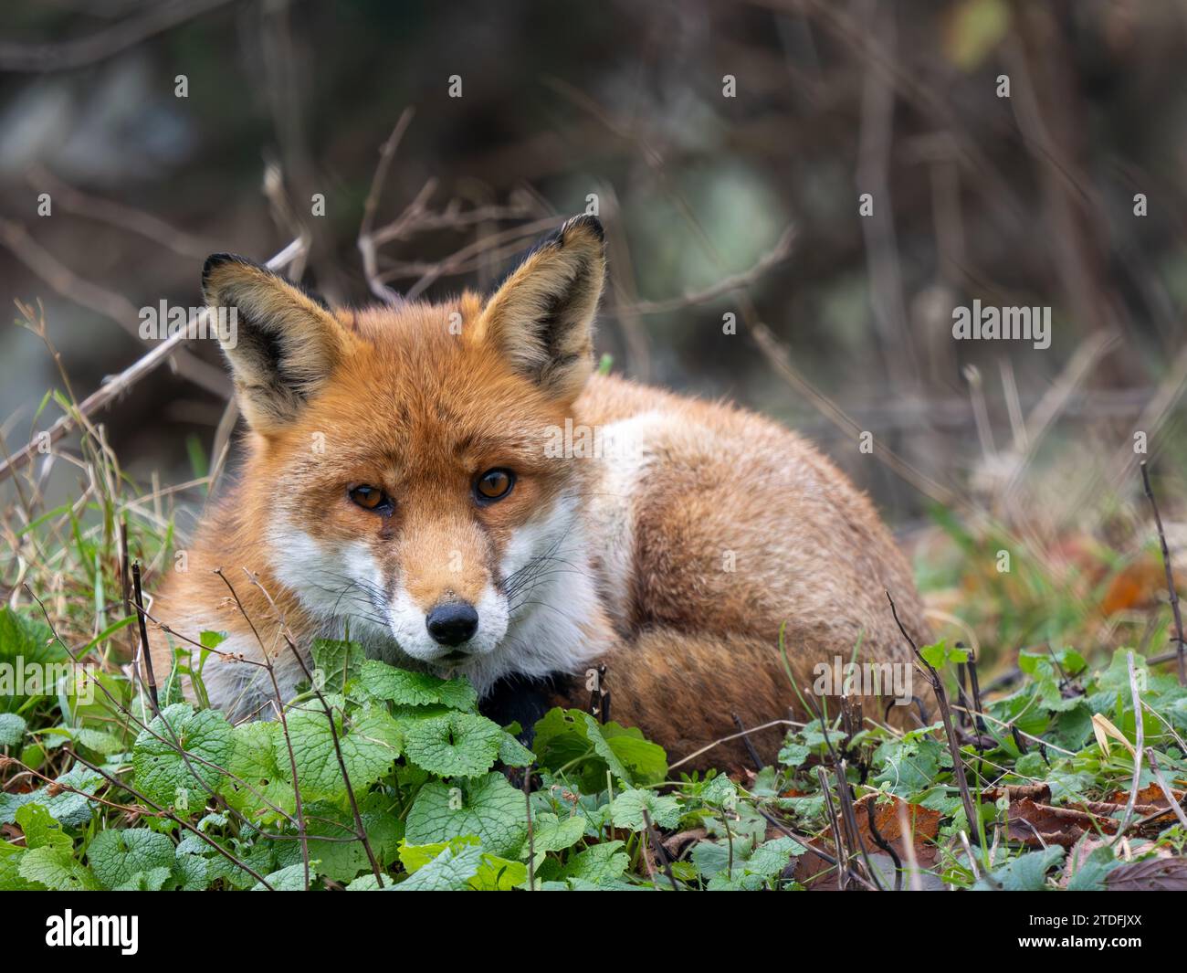 A Red Fox Laying Down Stock Photo - Alamy