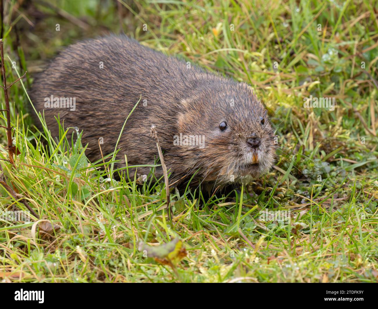 Arvicola amphibius winter water vole hi-res stock photography and ...