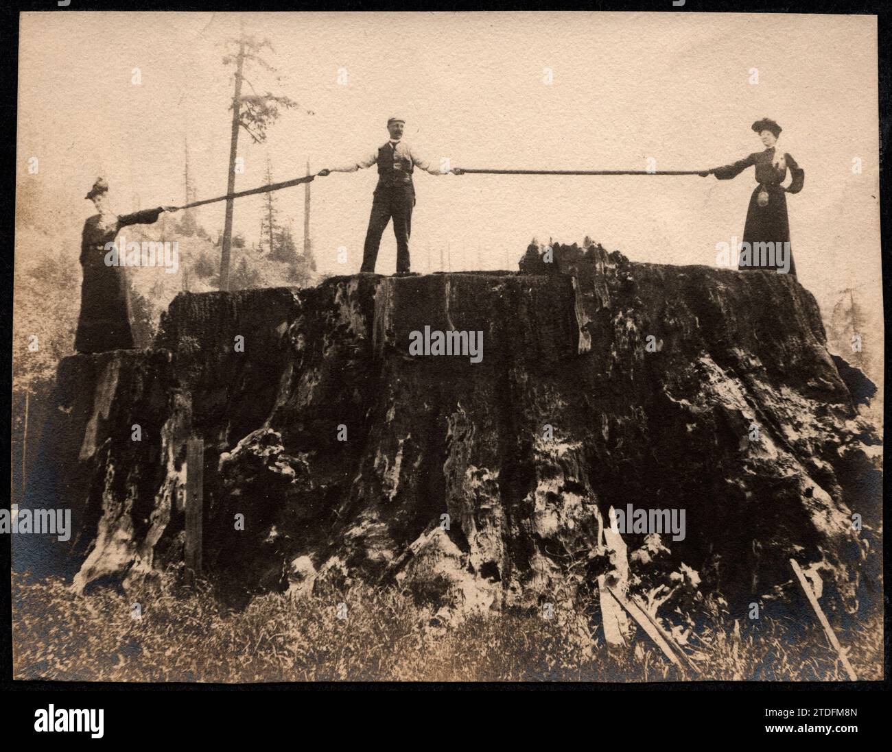 FIELDBROOK STUMP - CALIFORNIA 1900's Stock Photo - Alamy