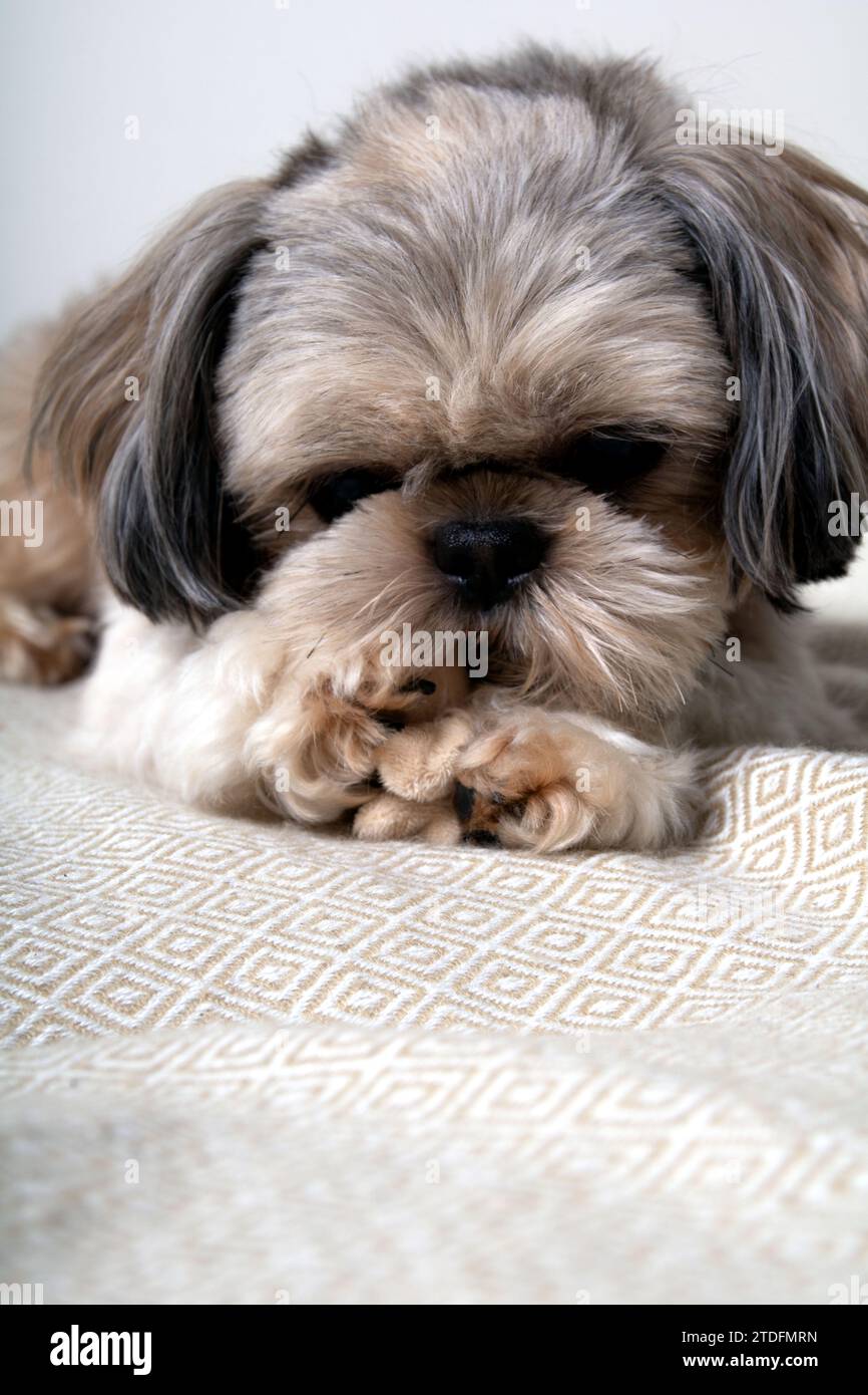 photography, dog, pet, cute, photograph, animal, portrait, looking, toy ...