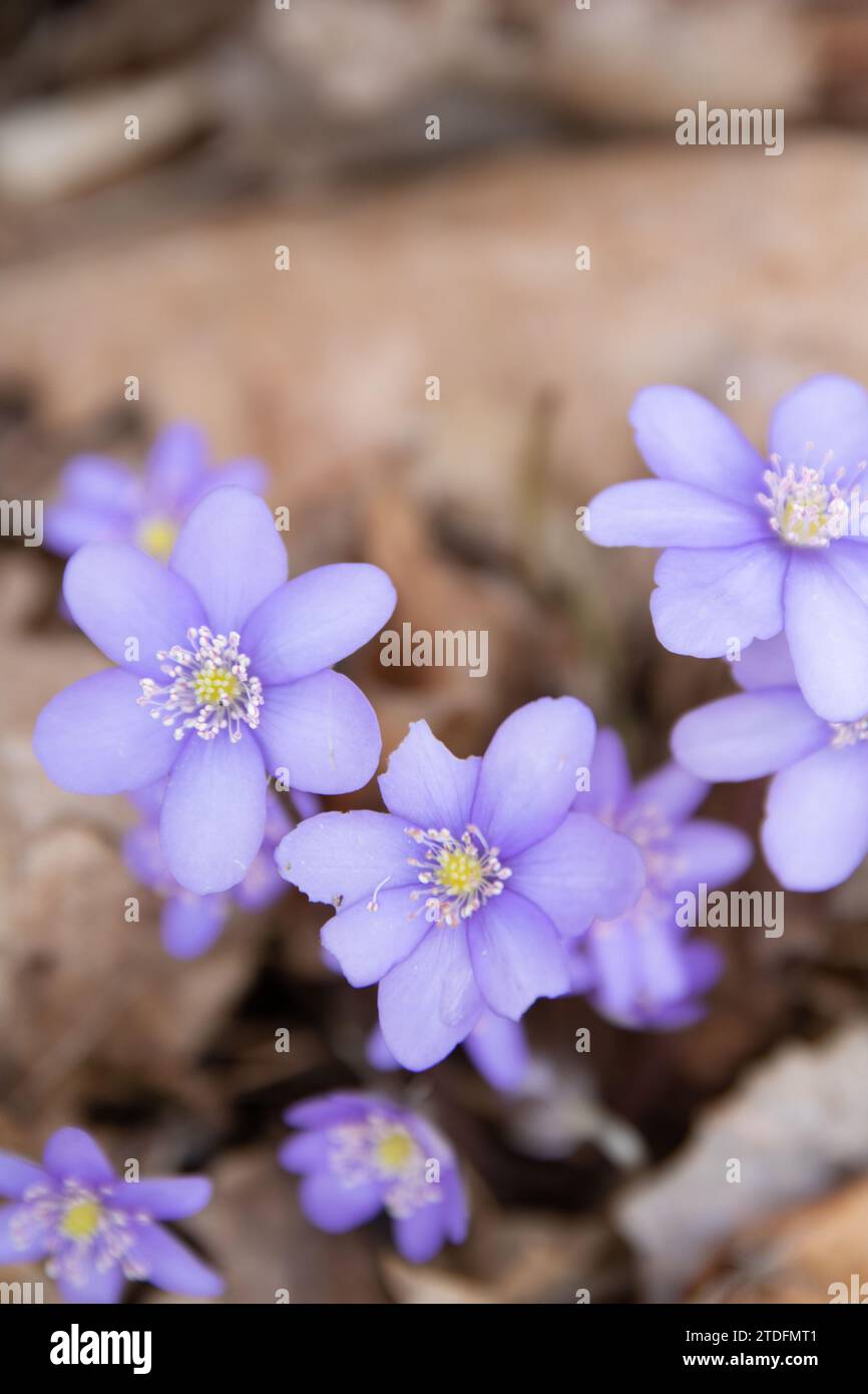 Blue scilla wild snowdrops hi-res stock photography and images - Alamy