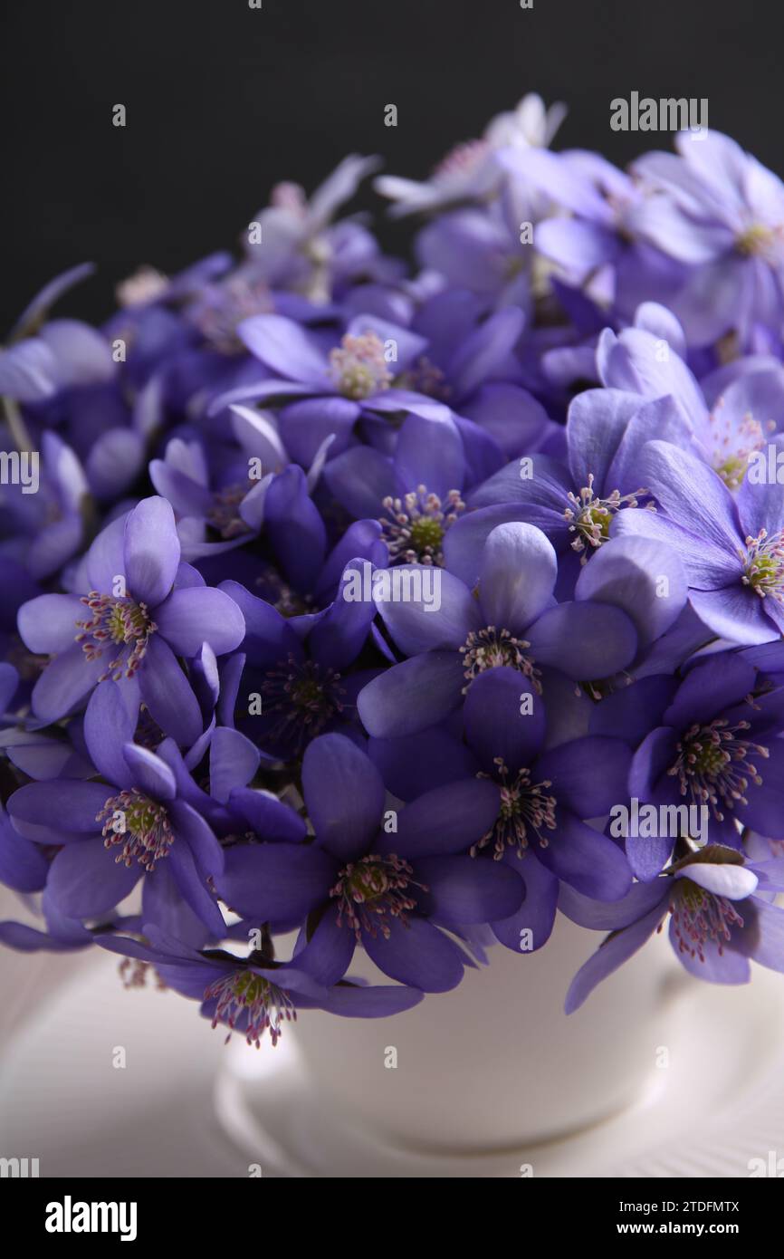 photography, blue anemone, wildflower, flower, bouquet, white, hepatica ...