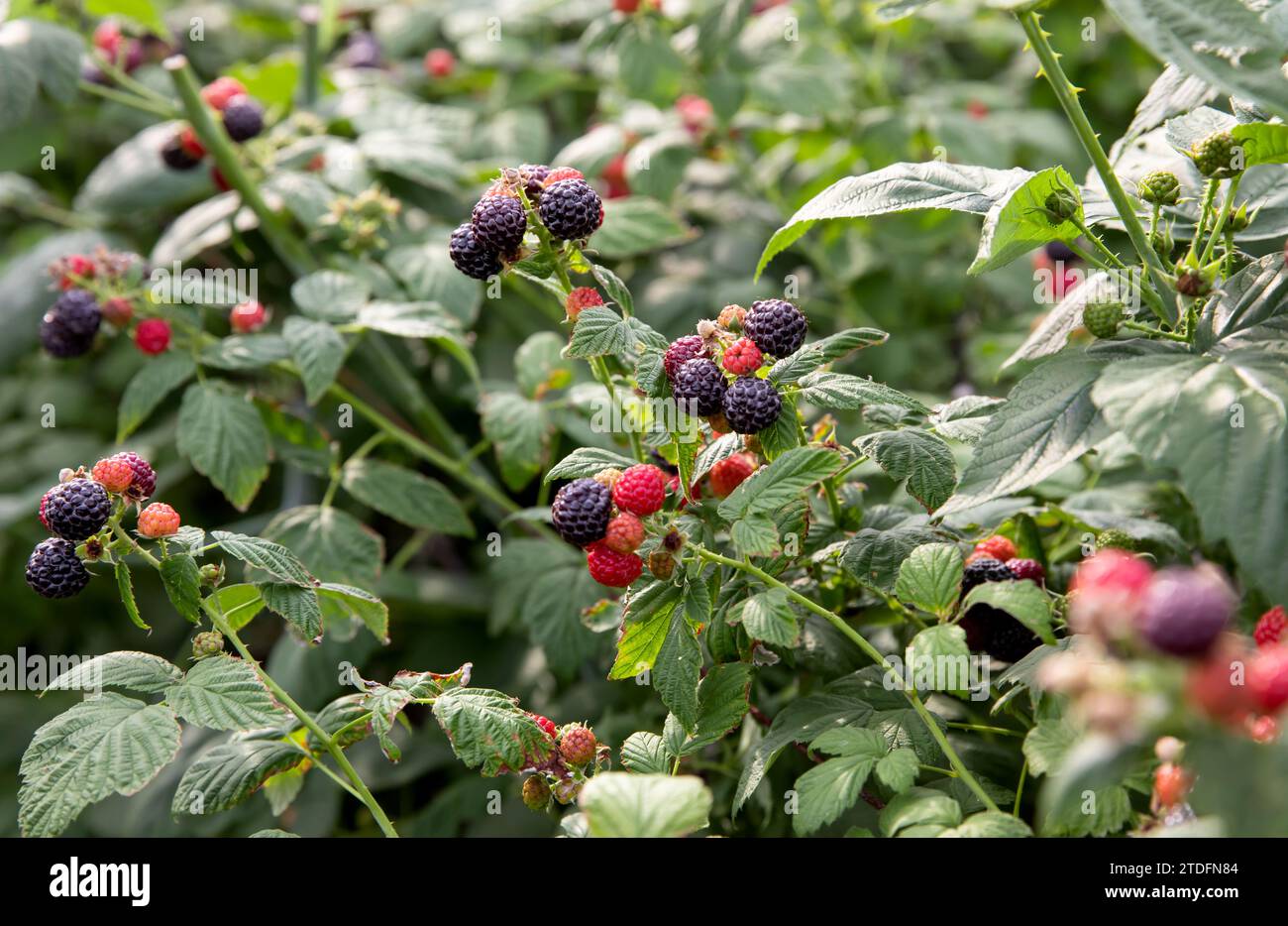 Ripe raspberries are on the black berry tree Stock Photo - Alamy