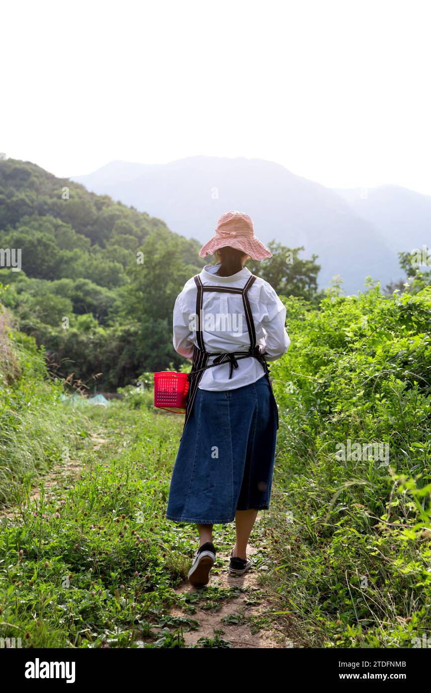 Back view of young female farmer walking in raspberry field Stock Photo ...